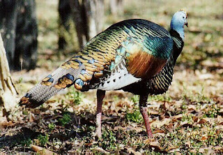 ecologia2009: Pavo Ocelado